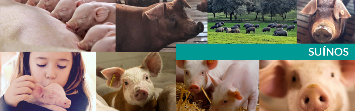Suínos - MSD Saúde Animal Portugal